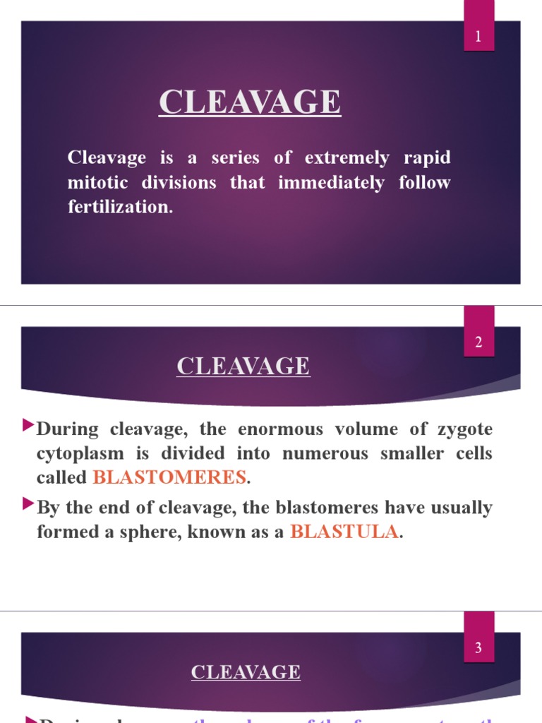 The Stages of Cleavage and Early Embryonic Development | PDF ...