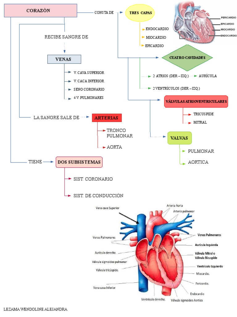 Desarrollo Del Corazòn | PDF | Corazón | Sistema cardiovascular
