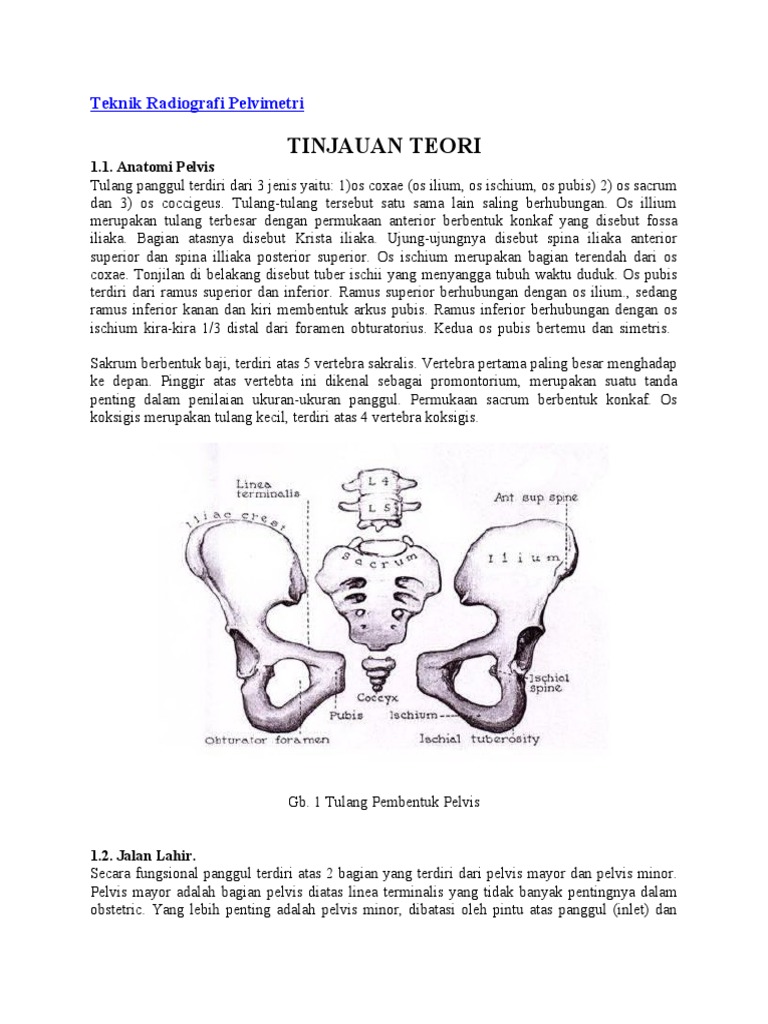 Teknik Radiografi Pelvimetri | PDF