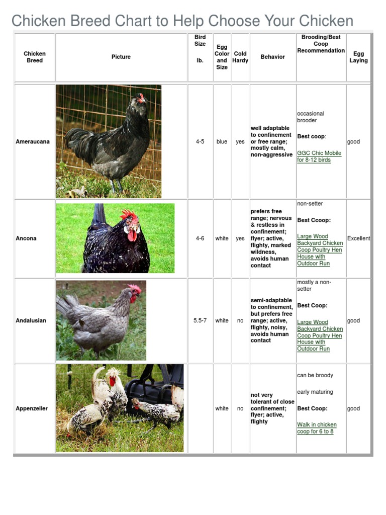 Chicken Breed Identification Chart | PDF | Chicken | Domesticated Birds