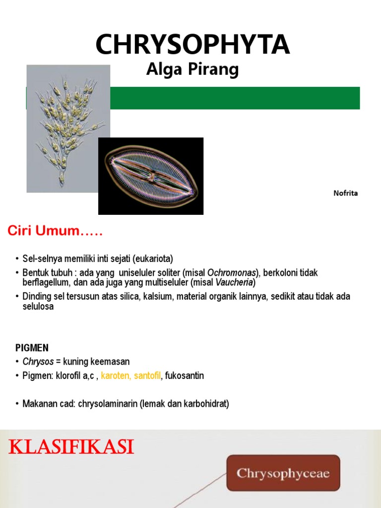 K3 Chrysophyta 2020 | PDF