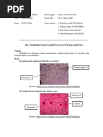 BIO1102 2023 Genap 03b LEMBAR KERJA Opera Gelembung Sabun | PDF