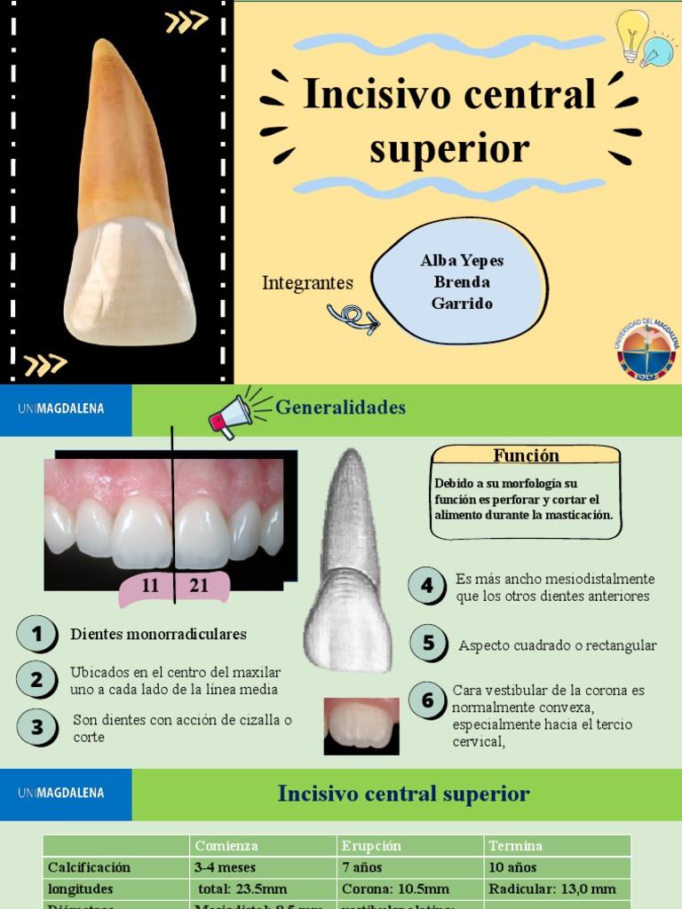 Expo Endo Incisivos | PDF | Ramas de Odontología | Anatomia dental