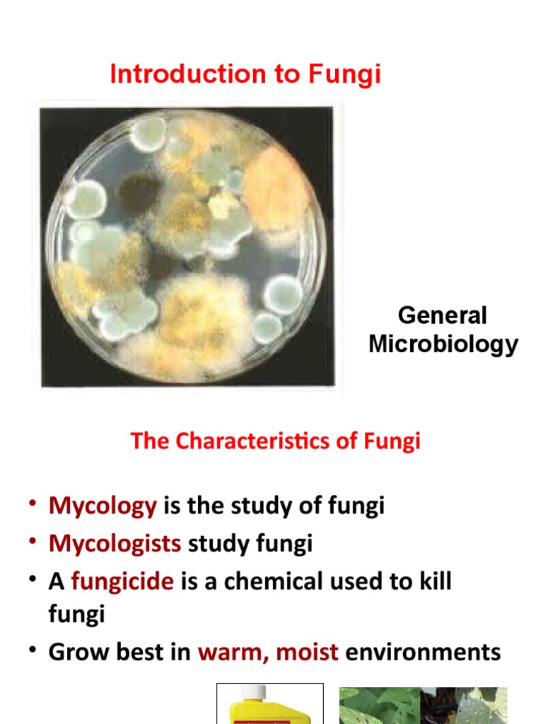Introduction To Fungi: General Microbiology | Download Free PDF ...
