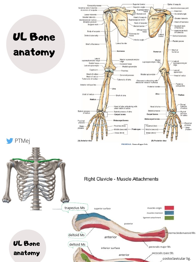 UL Anatomy | PDF | Thumb | Finger