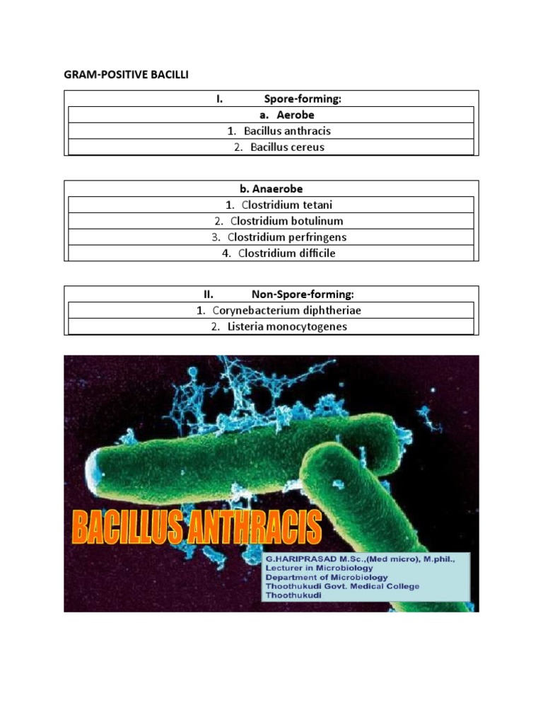 Gram Positive Bacilli PART 1 | PDF