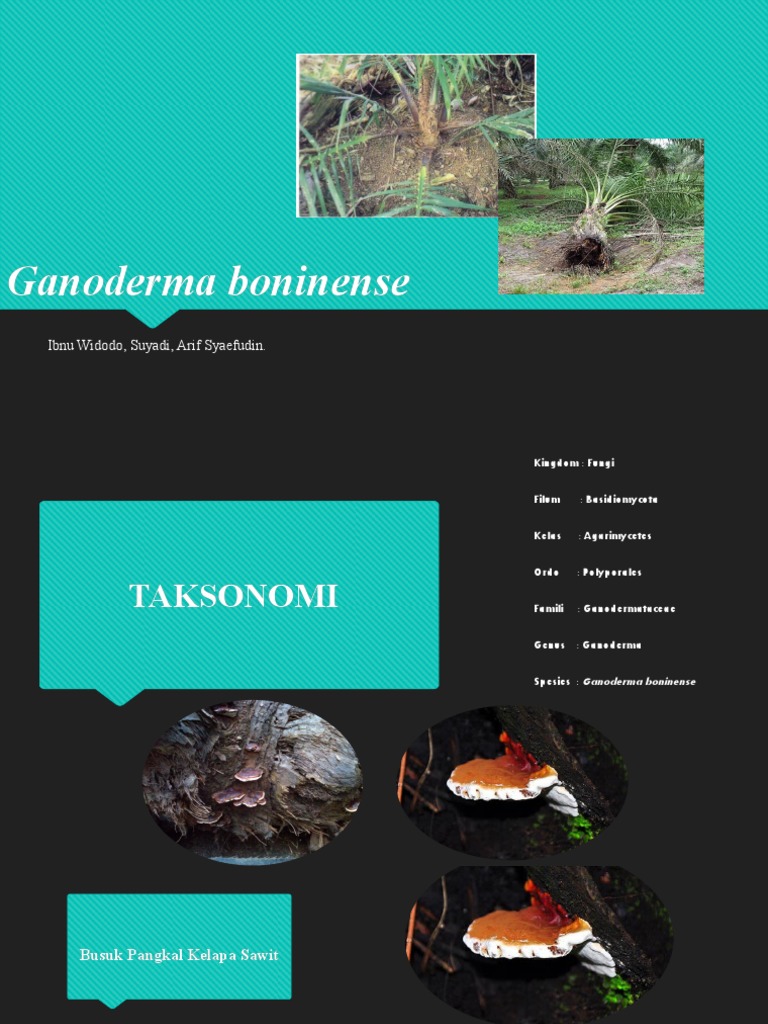 Ganoderma Bonininse | PDF