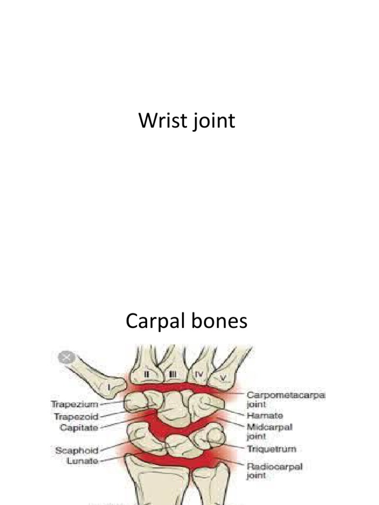 Overview of Wrist Joint Anatomy | PDF