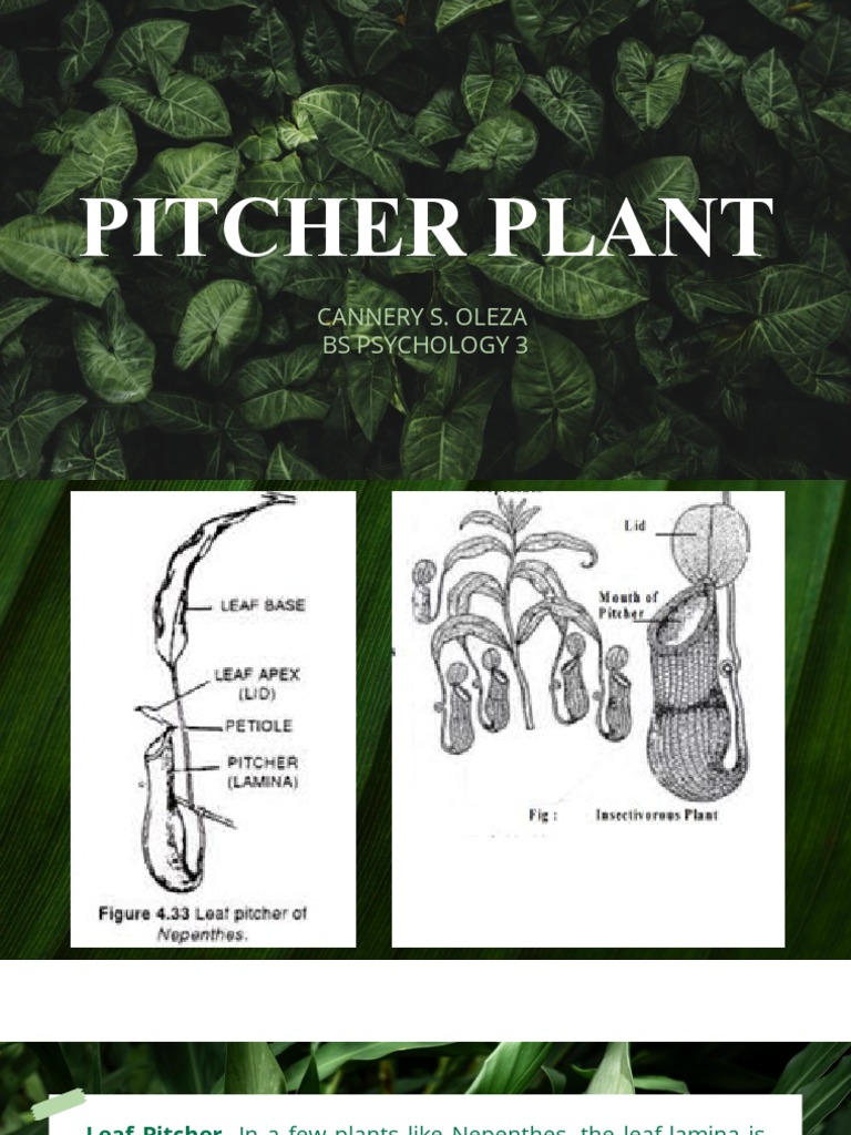 Pitcher Plant | PDF | Organisms | Plants