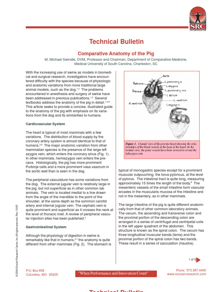 Comparative Anatomy of The Pig | PDF | Large Intestine ...