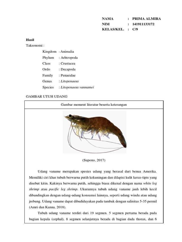Bedah Bagian Udang | PDF | Griya & Taman | Kesehatan Holistik