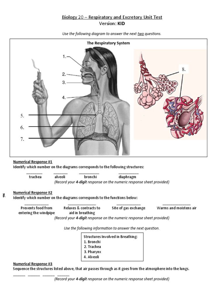 Biology 20: Respiratory & Excretory Test | PDF | Kidney | Respiratory ...