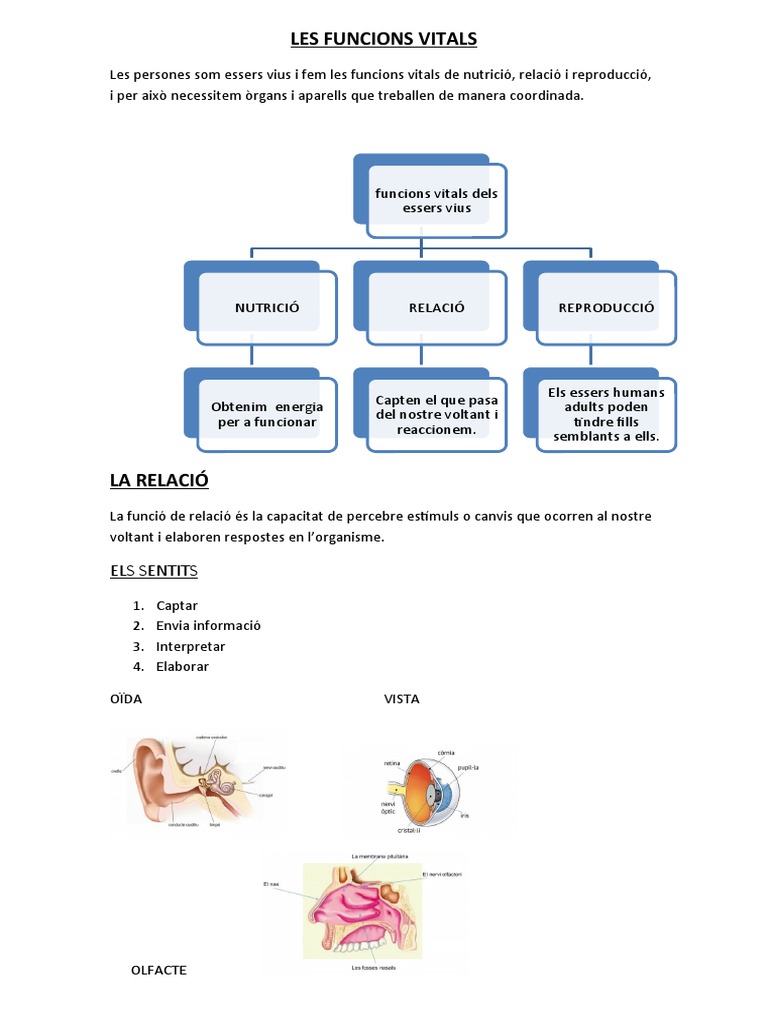 Les Funcions Vitals | PDF