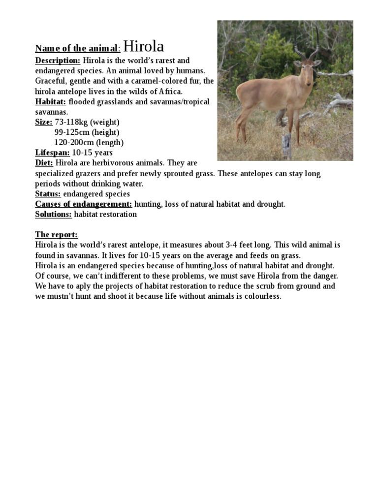 Hirola: The World's Rarest Antelope | PDF | Science & Mathematics ...