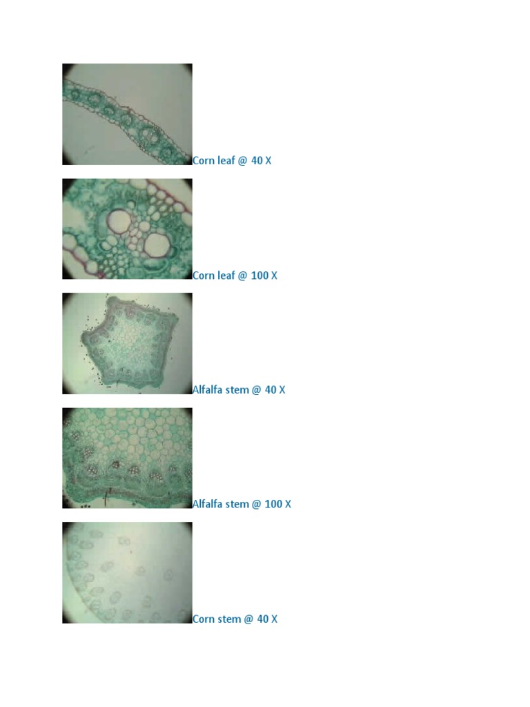 Microscope Slides | PDF | Home & Garden