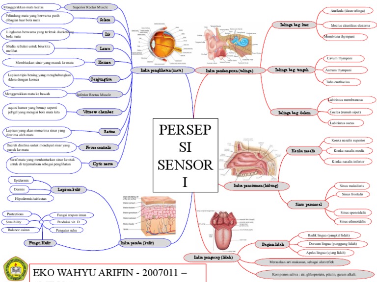 Mind Mapping Persepsi Sensori | PDF