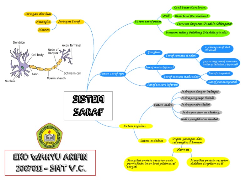 Mind Map Sistem Saraf - Perumperindo.co.id
