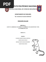 Anatomía y Cuidado de la Rata Wistar | PDF