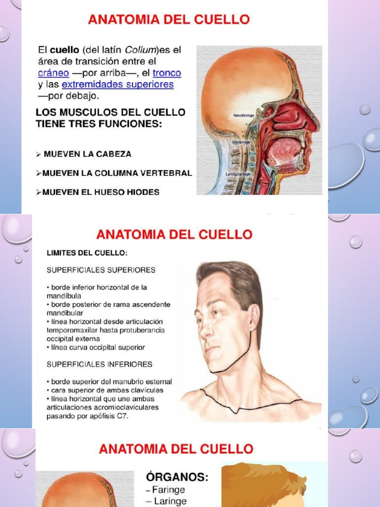 Anatomia Del Cuello | PDF