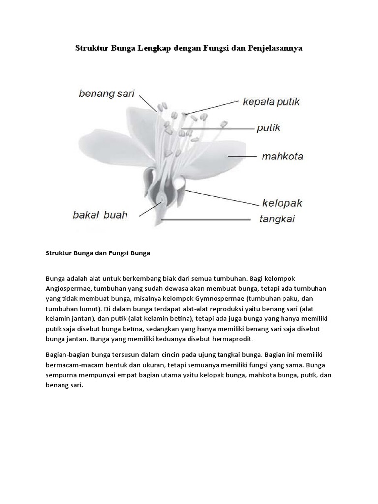 Struktur Bunga Lengkap Dengan Fungsi Dan Penjelasannya | PDF | Griya ...