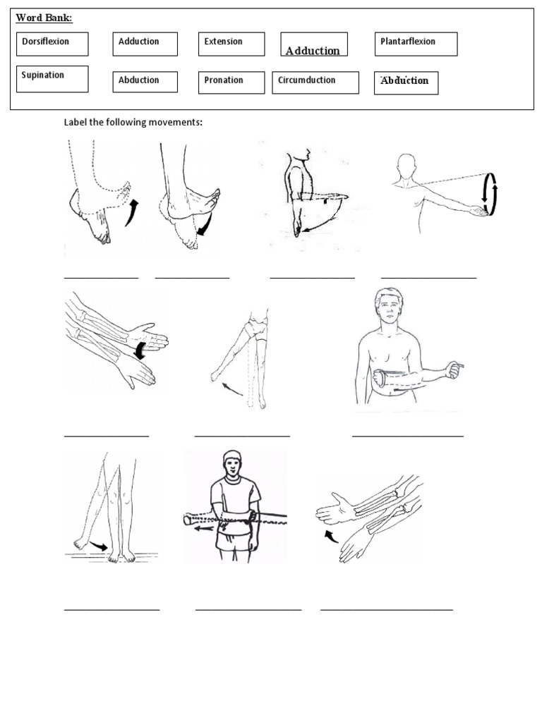 Anatomical Terms Worksheet 1 | PDF | Language Arts & Discipline ...