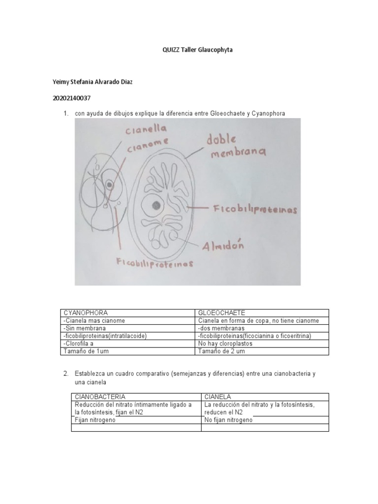 Taller Glaucophyta | PDF