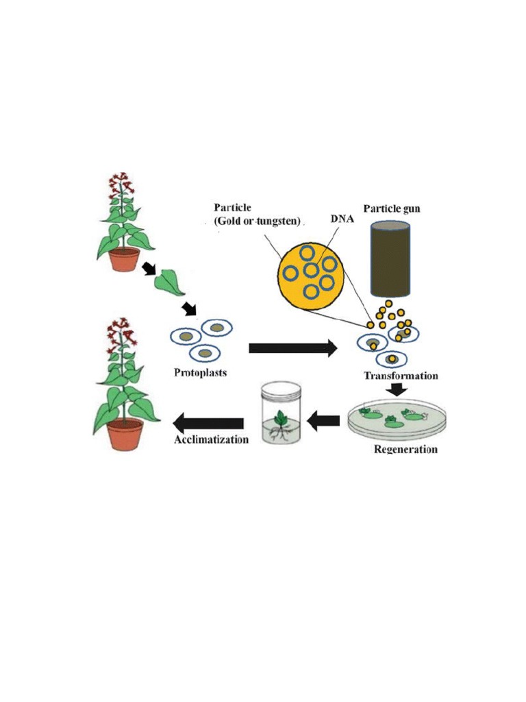 Earth and Life Module 4 | PDF | Genetically Modified Organism | Genetic ...