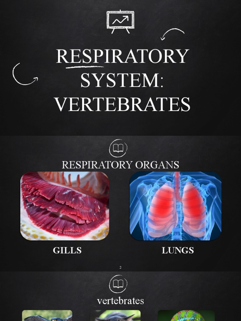 Respiratory - Vertebrates | PDF | Gill | Respiratory System