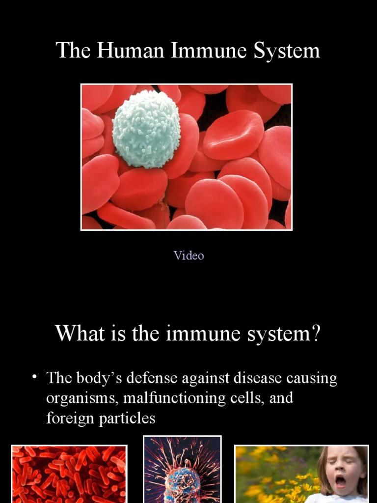 Overview of the Human Immune System | PDF | Phagocyte | Immune System