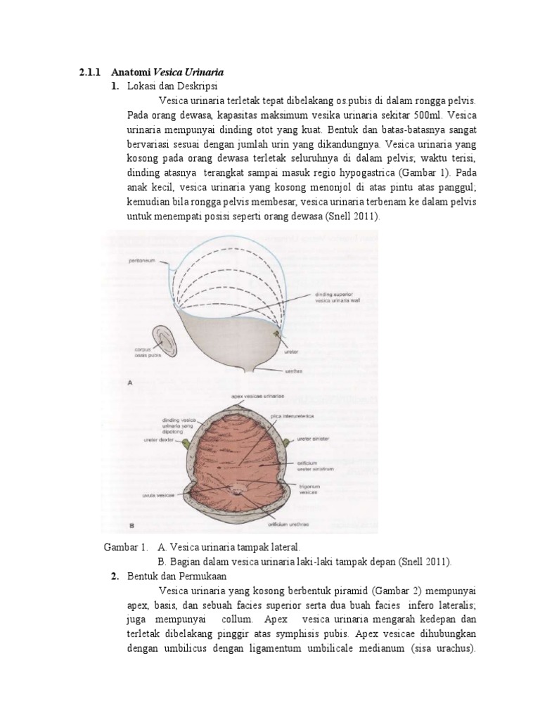 Anatomi dan Lokasi Vesica Urinaria | PDF | Ilmu Sosial | Kesehatan Holistik