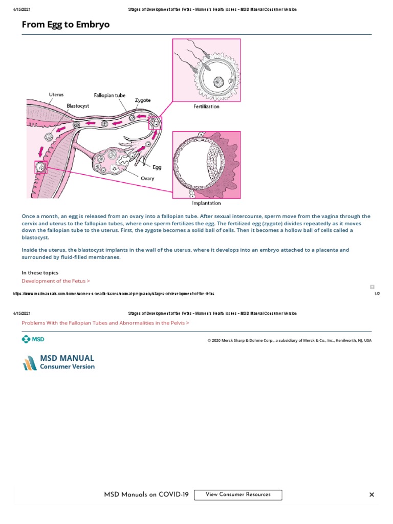 Stages of Development of The Fetus - Women's Health Issues - MSD Manual ...