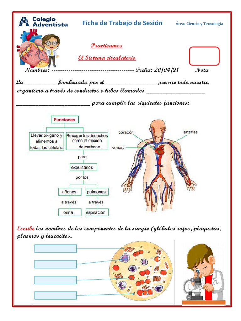 Ficha Sistema Circulatorio 3ro | PDF