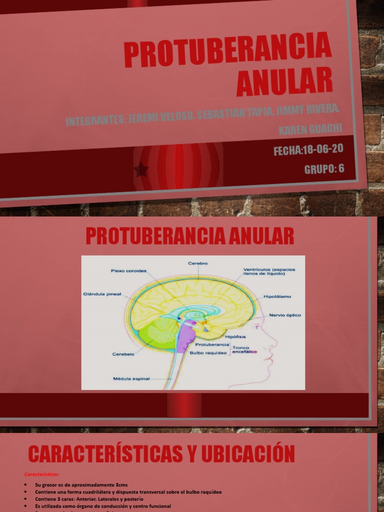 Protuberancia Anular | PDF | Tronco encefálico | Anatomía humana