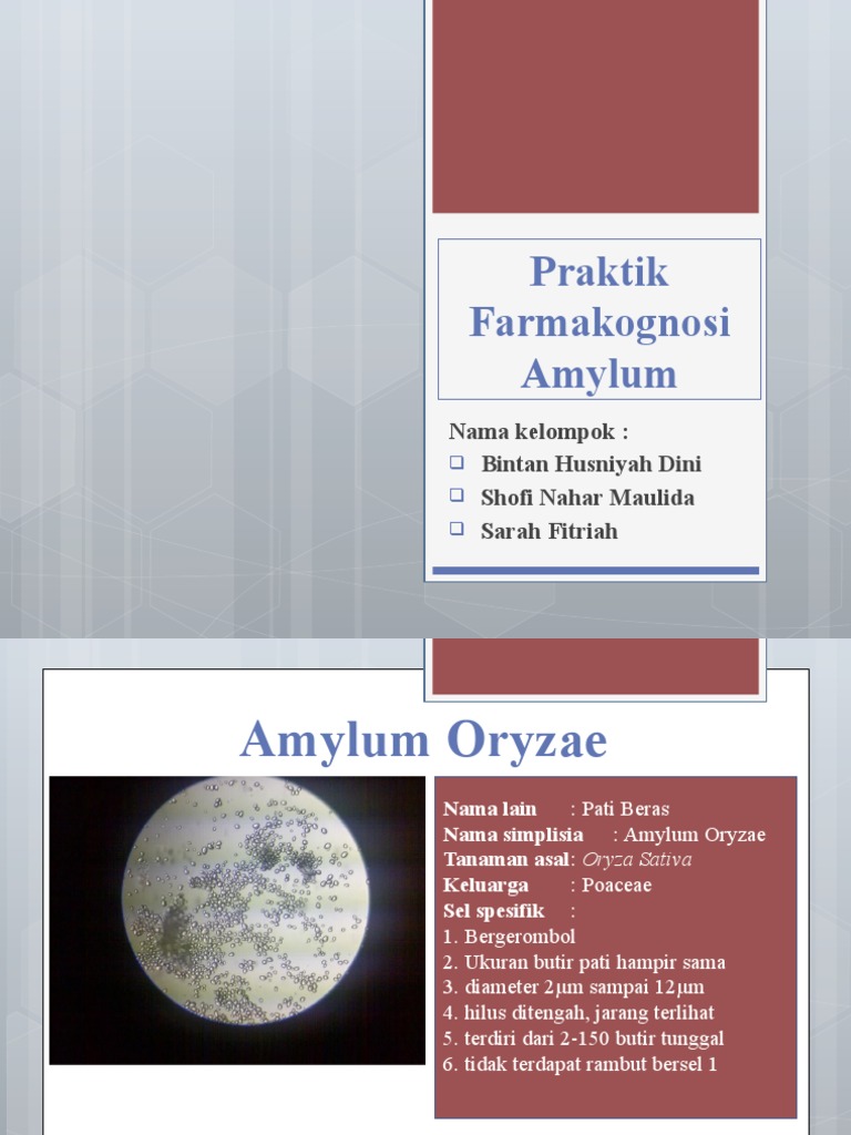 Praktik Farmakognosi (Amylum) | PDF