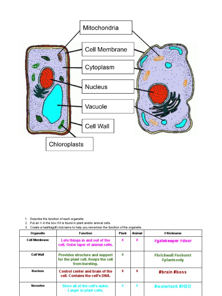 Ms. Baker P6 Copy of 3 - 8 Plant and Animal Cells | PDF