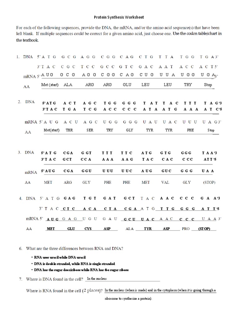 Protein Synthesis Worksheet | PDF | Translation (Biology) | Rna