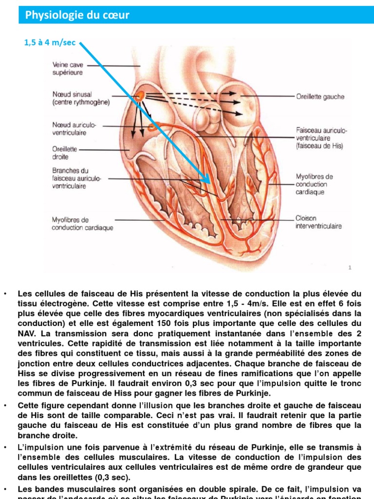Physiologie du Système Cardionecteur | PDF | Atrium (anatomie) | Cœur