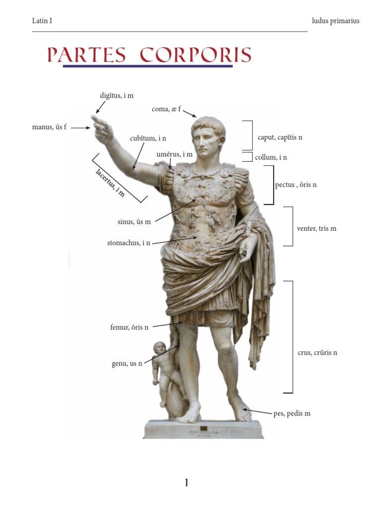 Partes Del Cuerpo en Latín | PDF