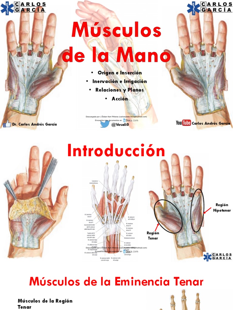 Anatomia Musculos de La Mano Por Carlos Andres Garcia 1 Downloable ...