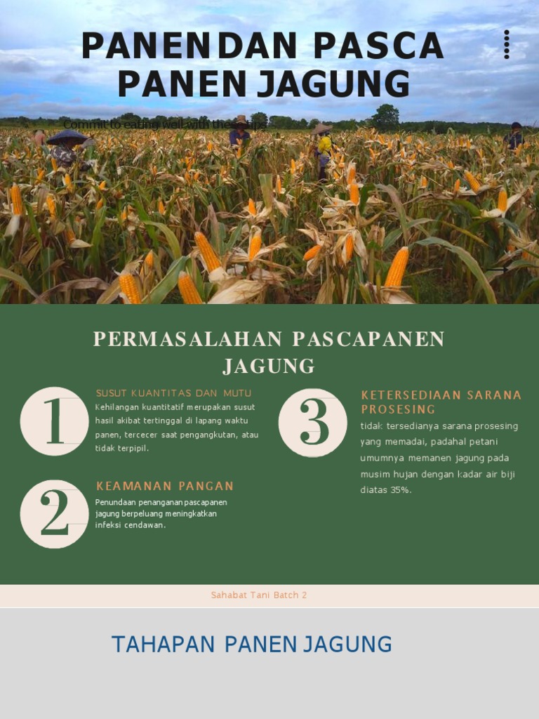 Panen Dan Pasca Panen Jagung | PDF