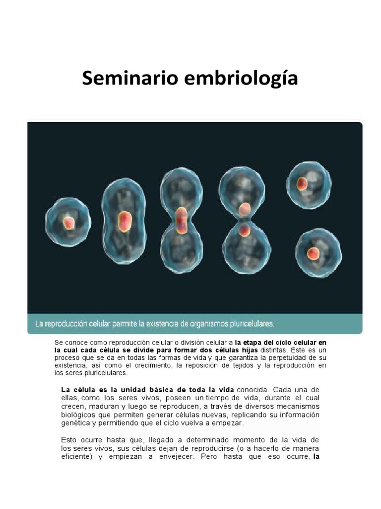 Embriología | PDF | Mitosis | Diferenciación celular