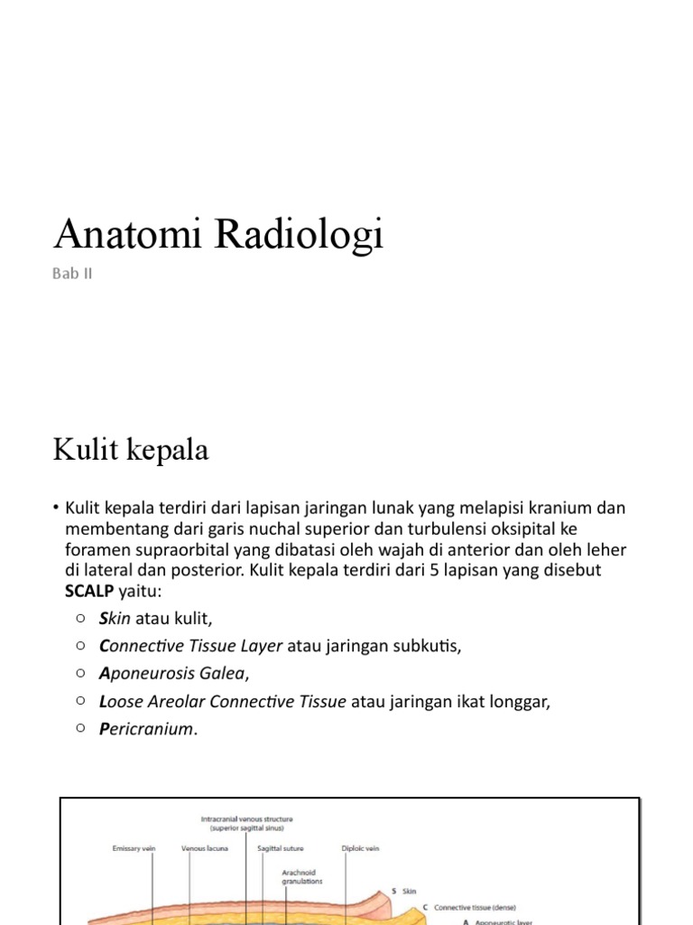 PPT-Anatomi Radiologi | PDF