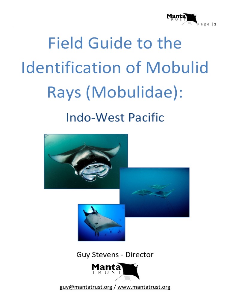 Field Guide To The Identification of Mobulid Rays (Mobulidae) | PDF ...