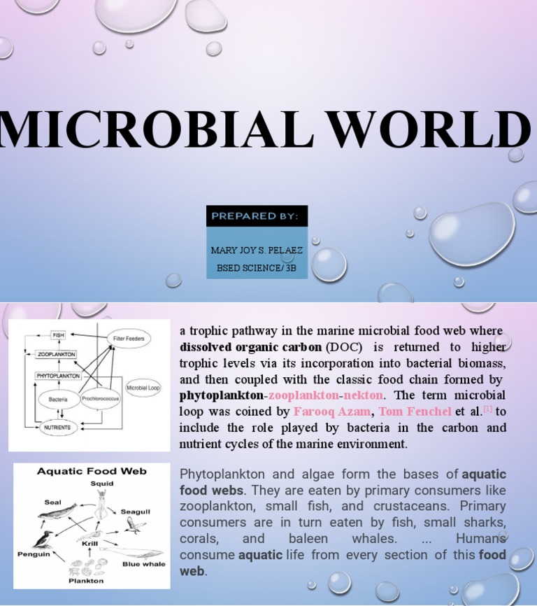 Marine Microbial Food Web Basics | PDF | Wellness