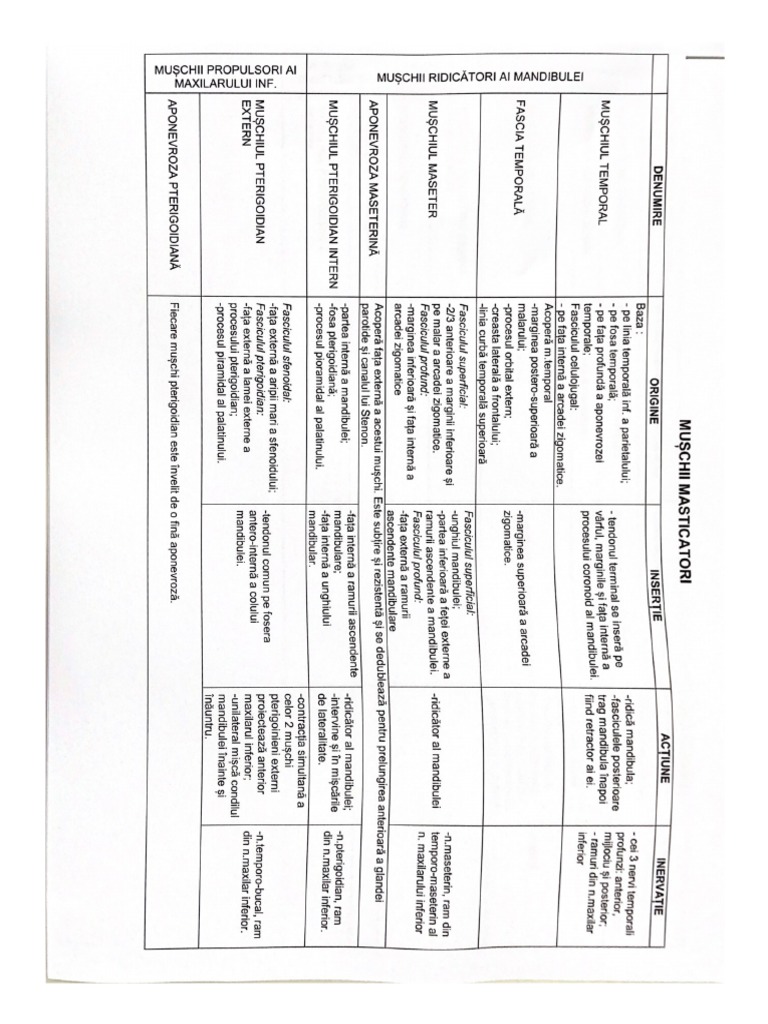Muschiul Maseter | PDF