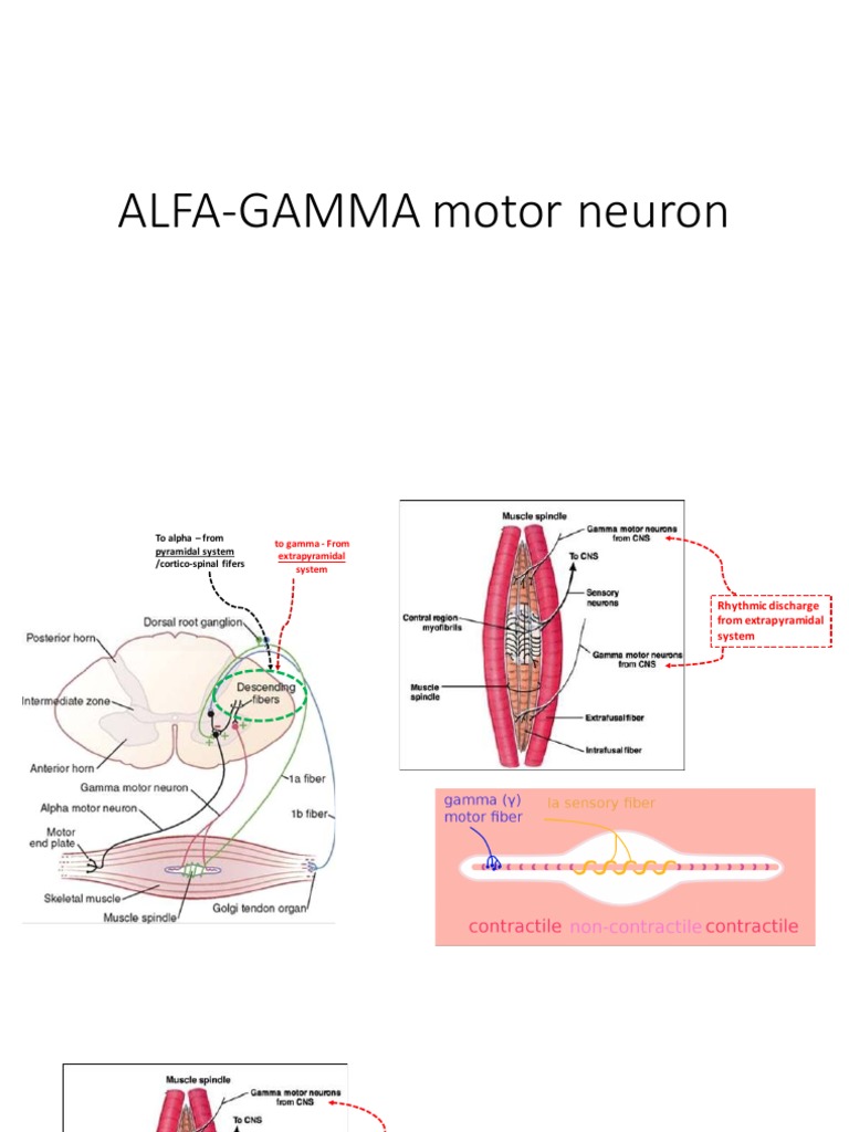 Alfa Gamma Motor Neuron | PDF