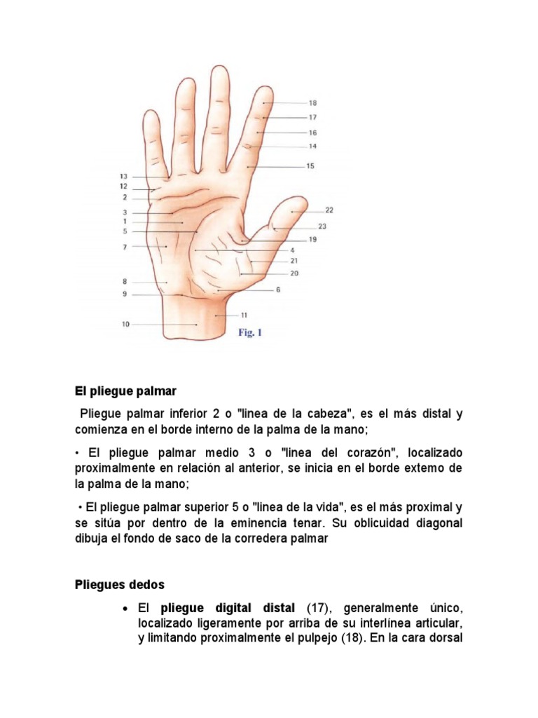 Anatomía y Biomecánica de la Mano | PDF | Mano | Sistema musculoesquelético