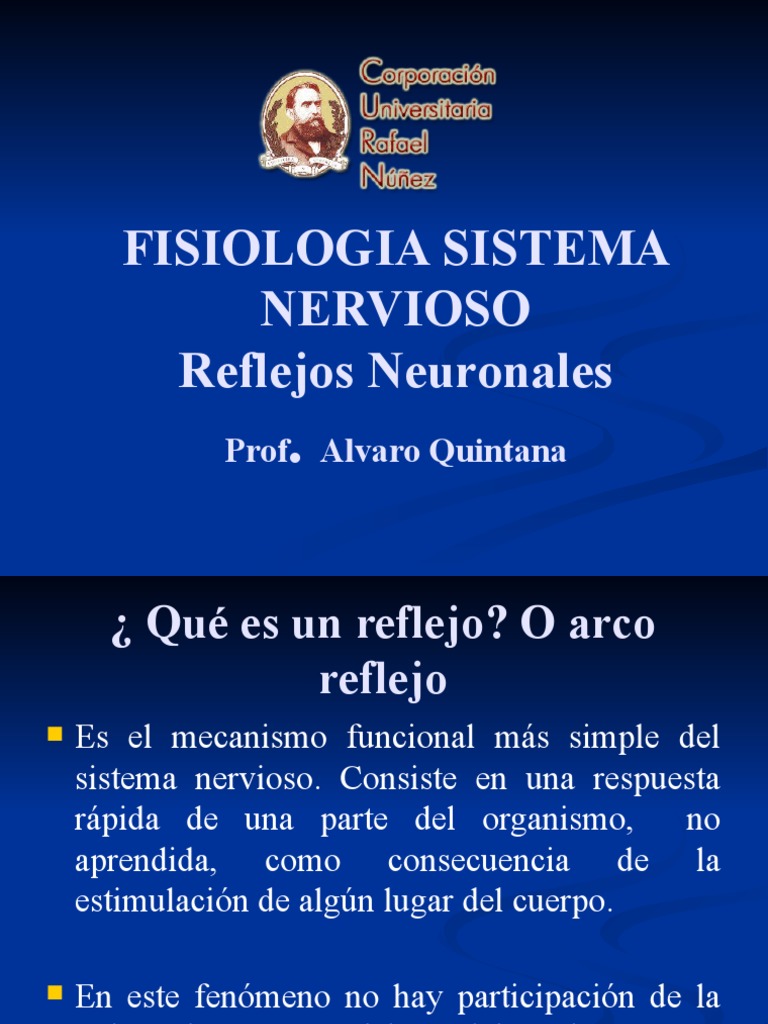 Fisiologia S. Nervioso - Reflejos Neuronales | PDF | Sistema nervioso ...