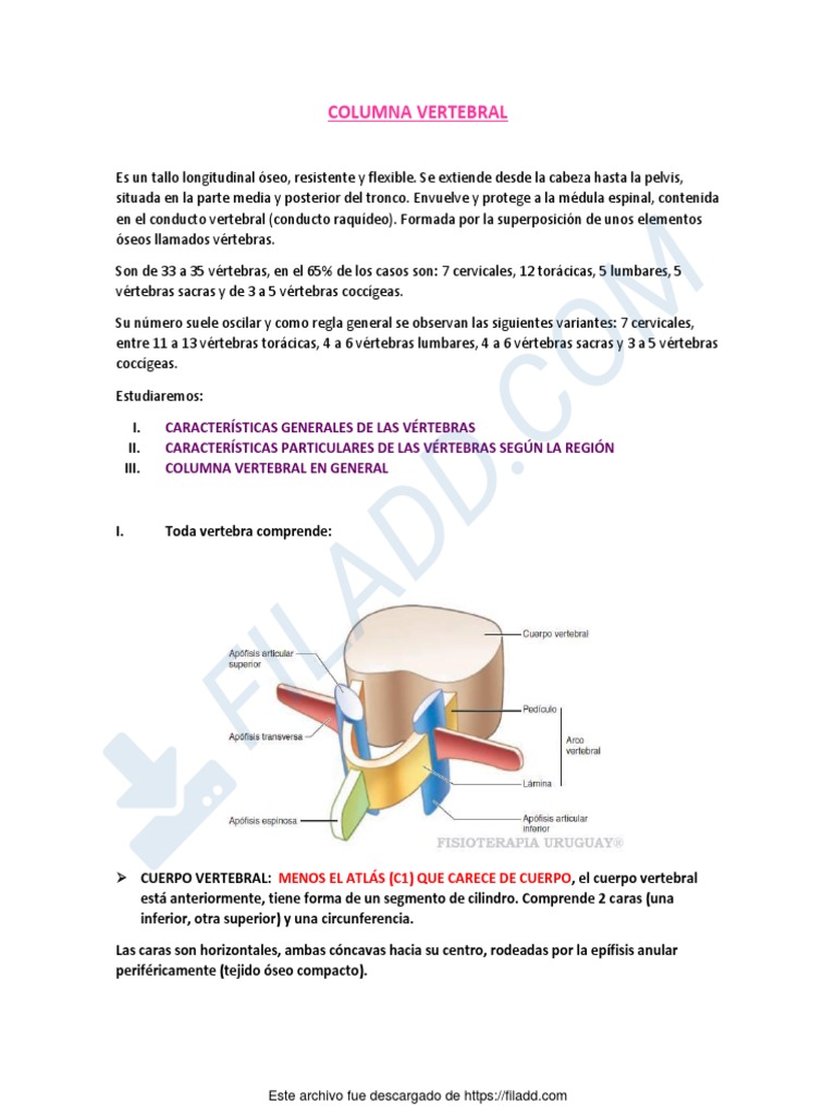 Anatomía de la Columna Vertebral | PDF | Vértebra | La columna vertebral