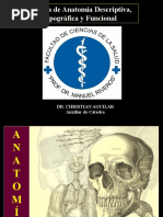 Tróclea: definición y ubicación anatómica | PDF | Rodilla | Codo